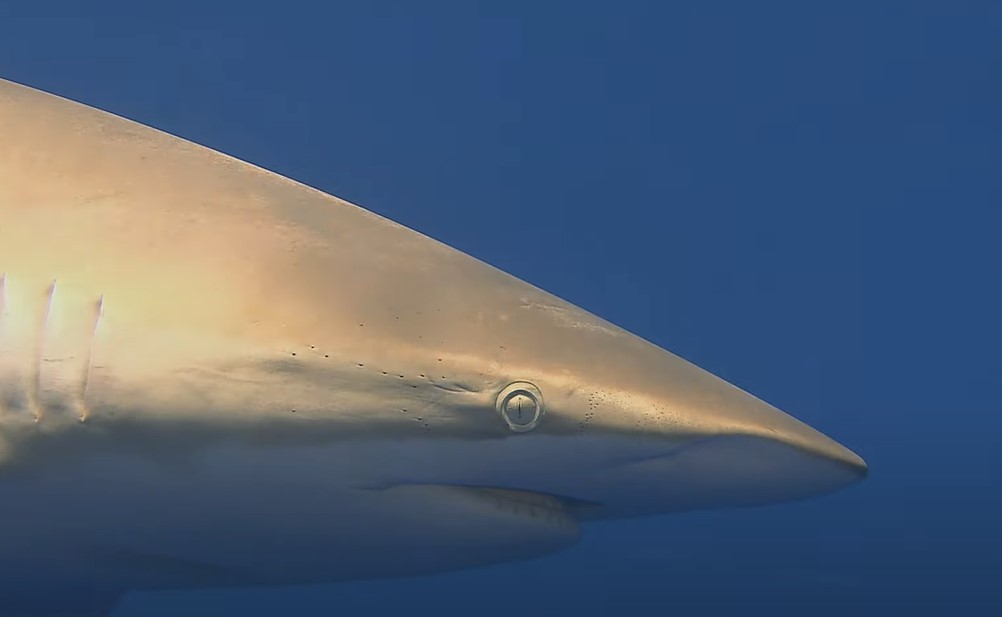 The Best Shark Attack Movies, Ranked